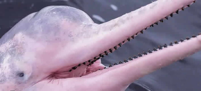 Perus Tiere erleben – Pinguine, Brüllaffen & Amazonas-Dschungel